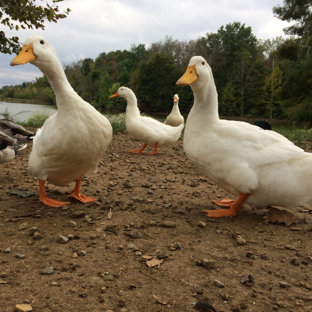 Ducks and the Universe