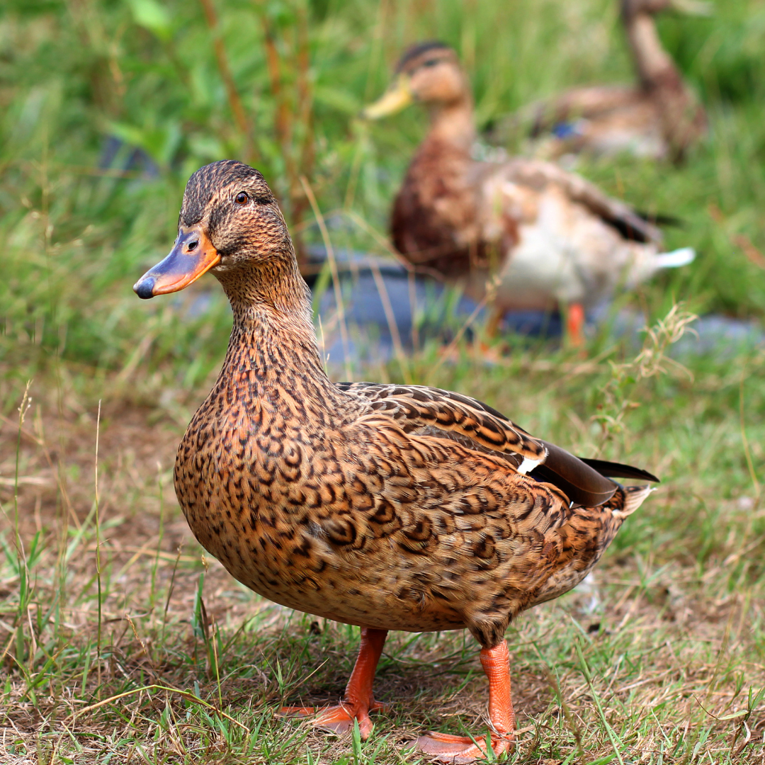 Ducks and the Universe