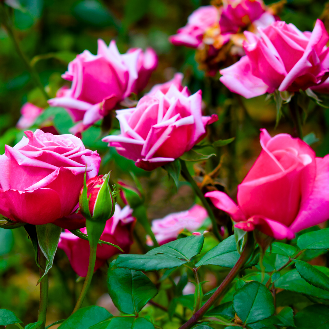 Roses, Thorns, and Buds: A Tool for Family Members to Reflect Each Day