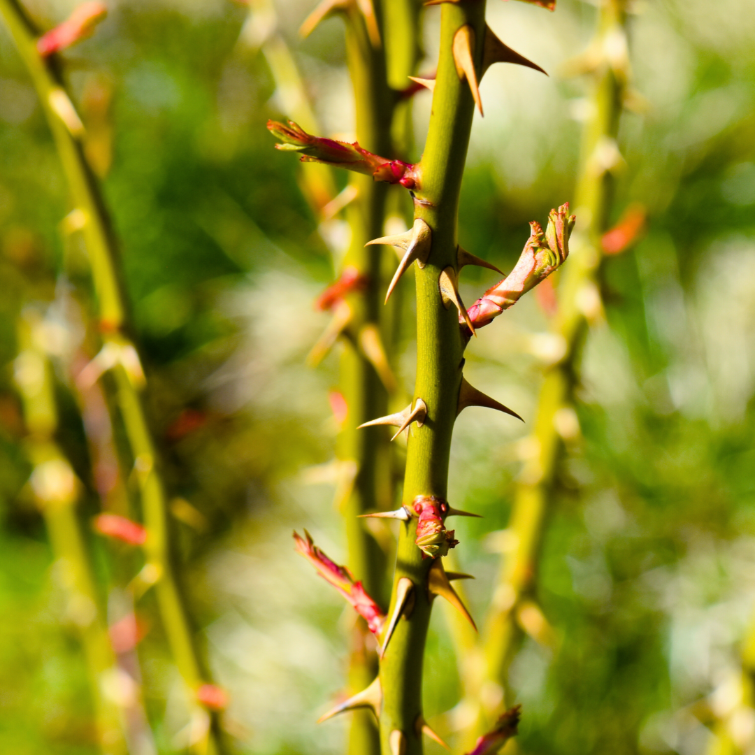 Roses, Thorns, and Buds: A Tool for Family Members to Reflect Each Day