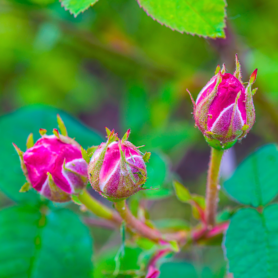 Roses, Thorns, and Buds: A Tool for Family Members to Reflect Each Day