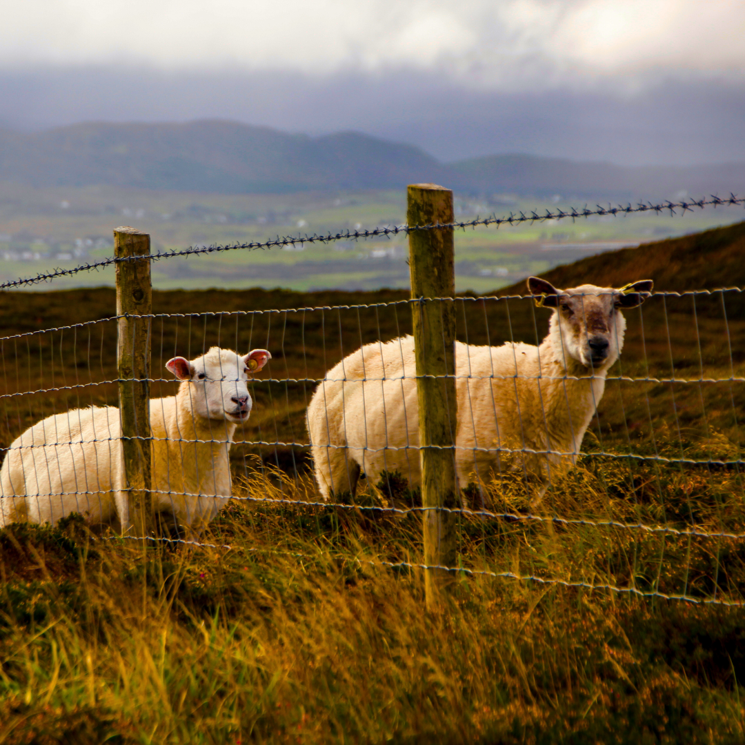 Boundaries and the Sheep Fold