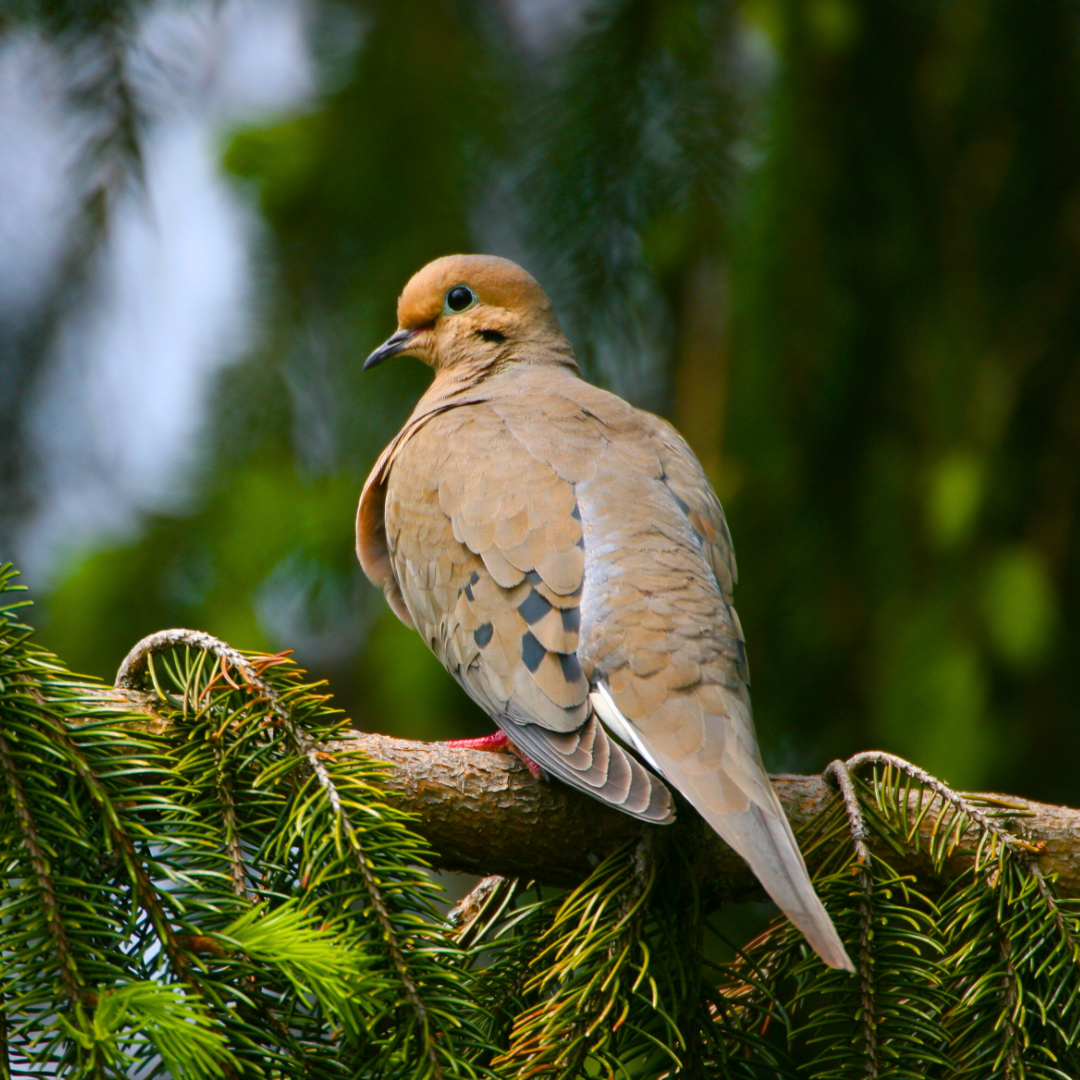 Doves: A Symbol of our Faith
