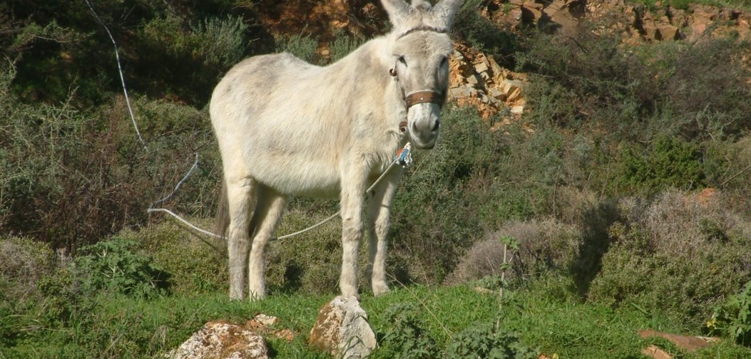 Chasing Donkeys