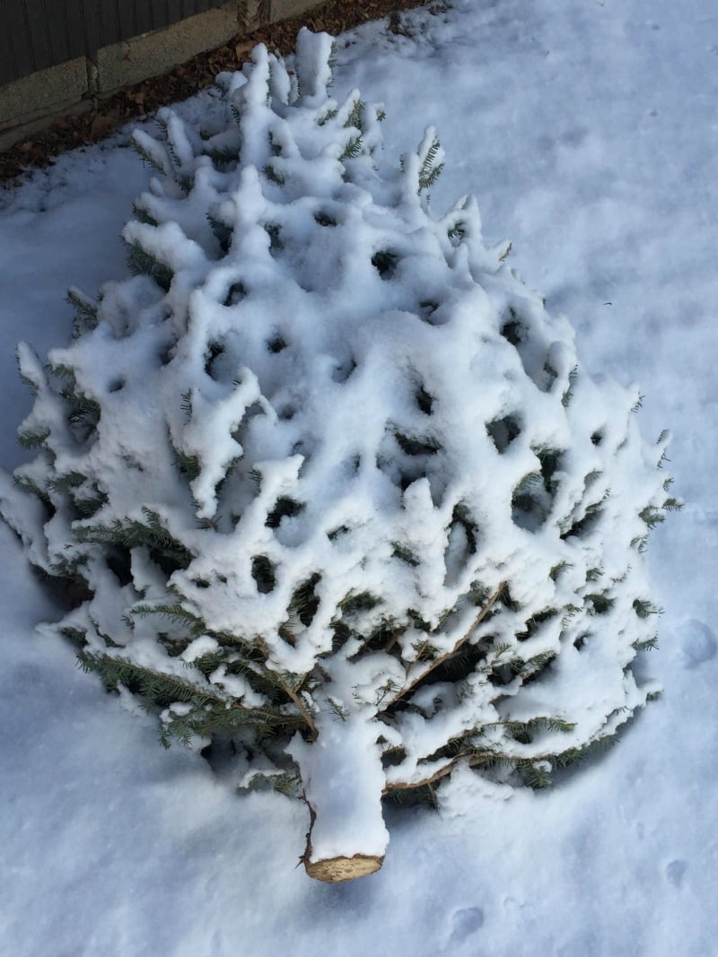 Finding Life in the Dead of Winter