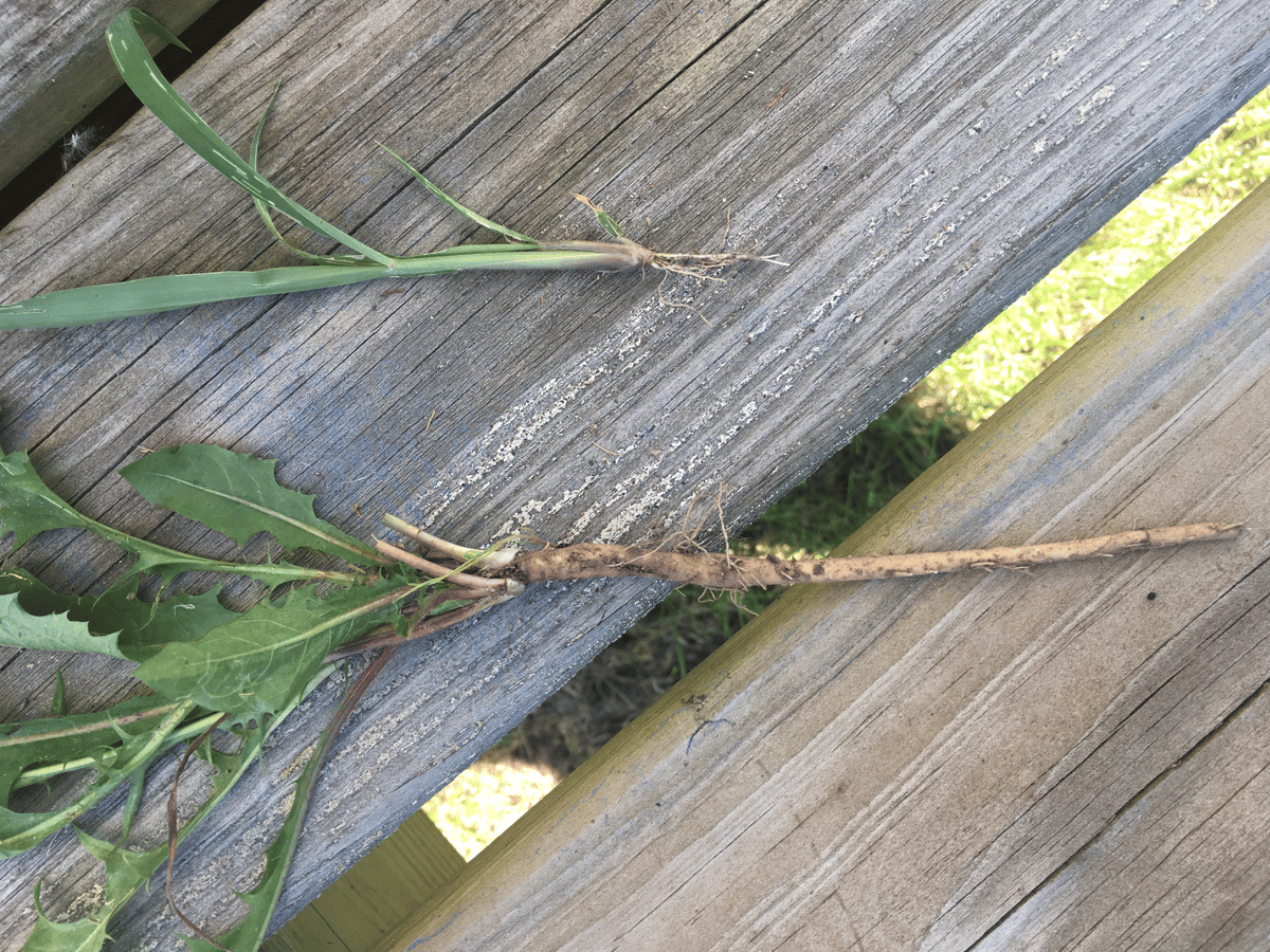 What weeds need to be uprooted in your life?