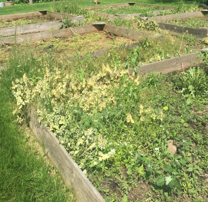 What weeds need to be uprooted in your life?